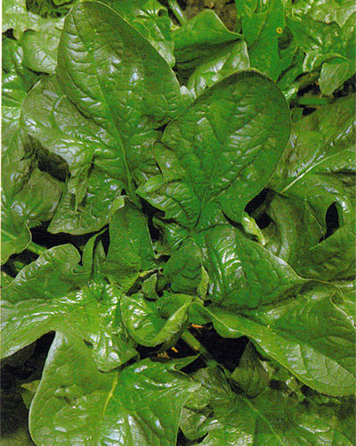 Spinach Giant Winter | Spinach | Premier Seeds Direct ltd
