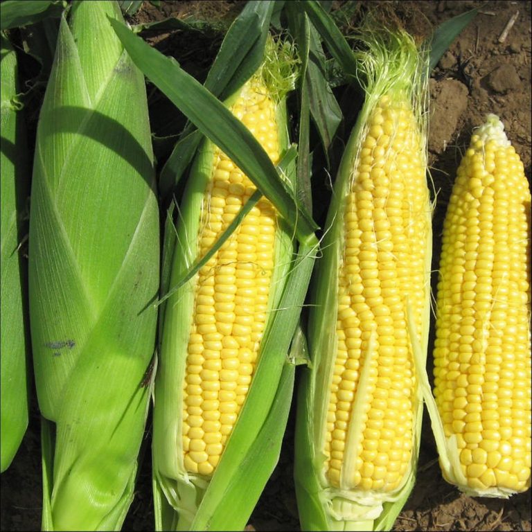 Sweet Corn Sweetcorn F1 Rising Sun | Sweet Corn | Premier Seeds Direct ltd