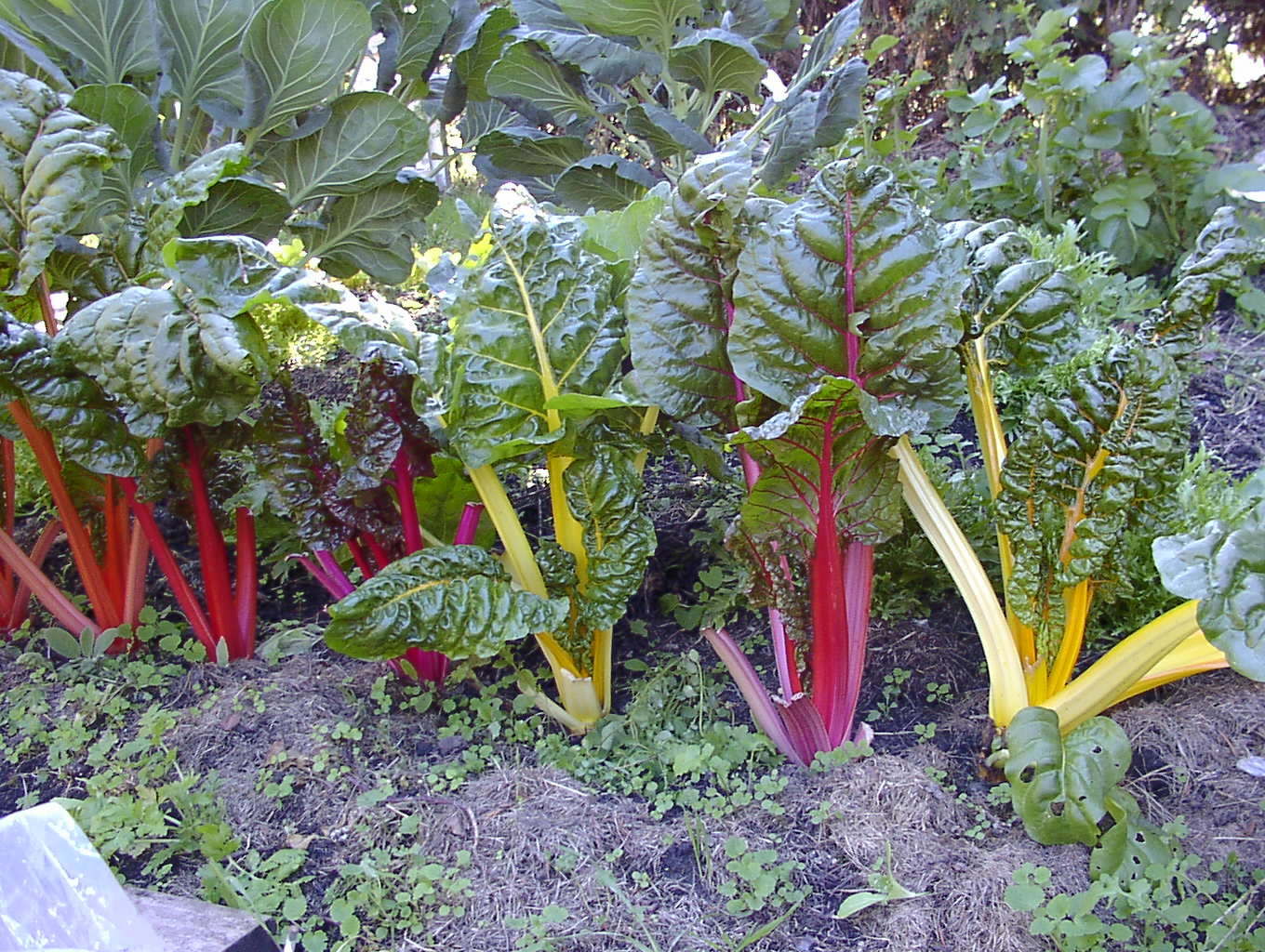 Swiss Chard Rainbow Mix – Premier Seeds Direct
