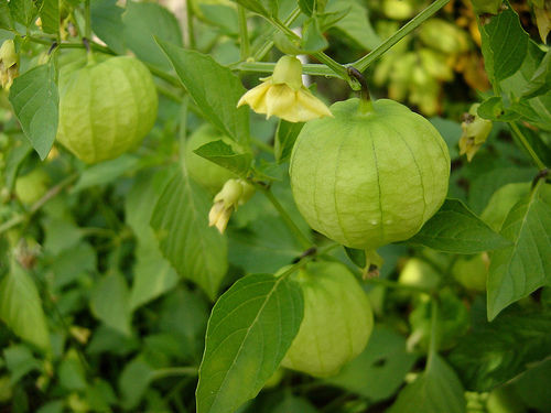 Tomatillo Verde Physalis Ixocarpa – Premier Seeds Direct