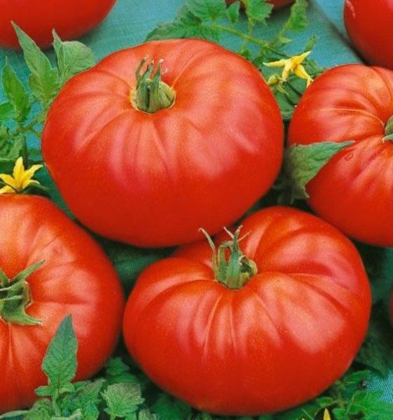 Tomato Beefmaster F1 | Tomato | Premier Seeds Direct ltd