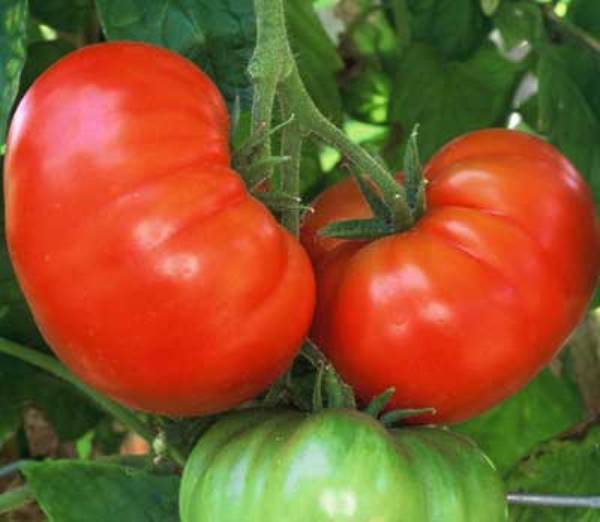 Tomato Fireworks | Tomato | Premier Seeds Direct ltd