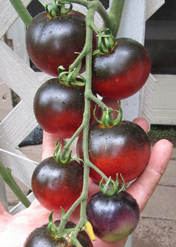 Tomato Indigo Apple | Tomato | Premier Seeds Direct ltd