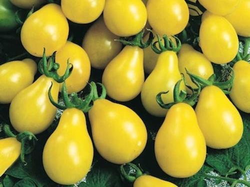 Tomato Yellow Pear Cherry Bell | Tomato | Premier Seeds Direct ltd