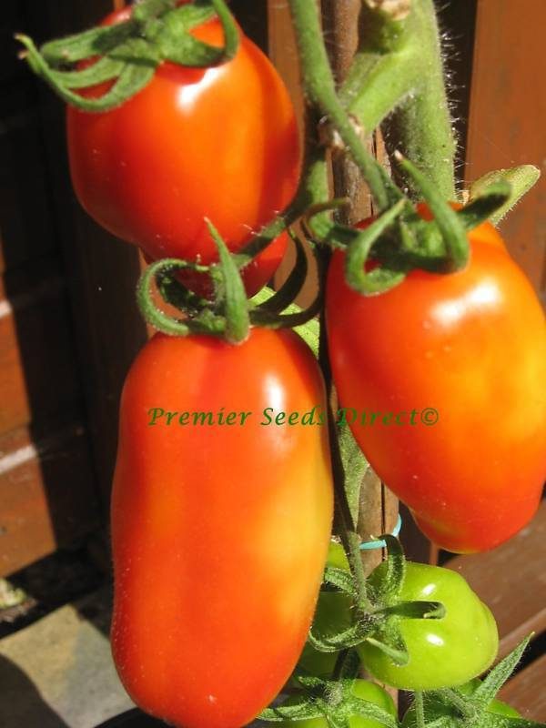 Tomato Roma Vf | Tomato | Premier Seeds Direct ltd