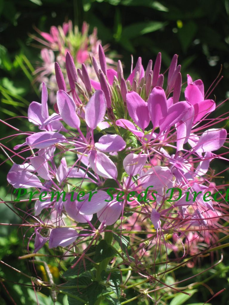 Cleome Spider Plant Cleome new | Cleome | Premier Seeds Direct ltd