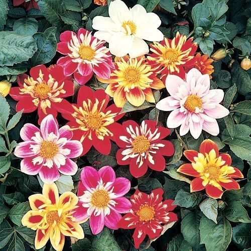 Dahlia Dwarf Dandy new – Premier Seeds Direct