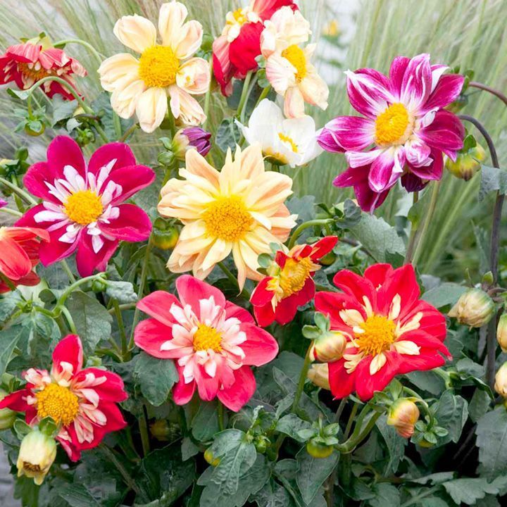 Dahlia Dwarf Dandy new – Premier Seeds Direct
