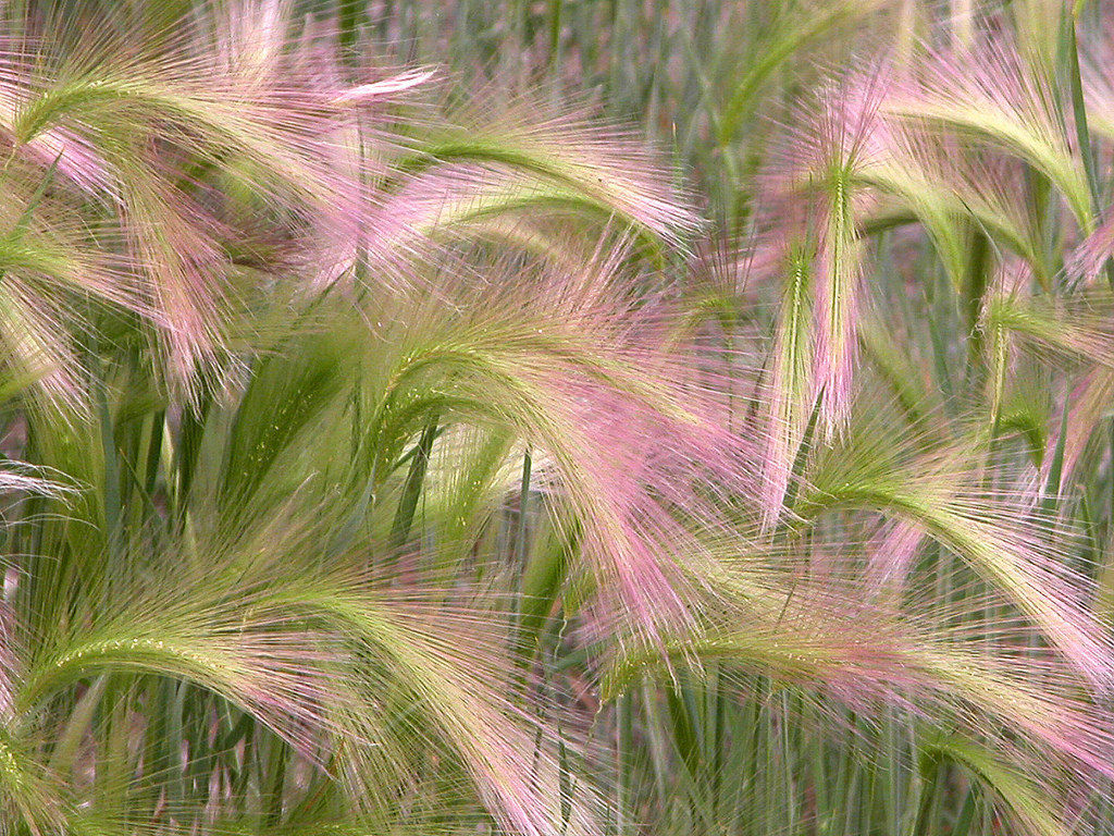 ORNAMENTAL GRASS - HORDEUM JUBATUM | ORNAMENTAL GRASS | Premier Seeds ...