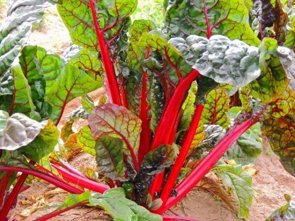 Swiss Chard Ruby Red | Swiss Chard | Premier Seeds Direct ltd