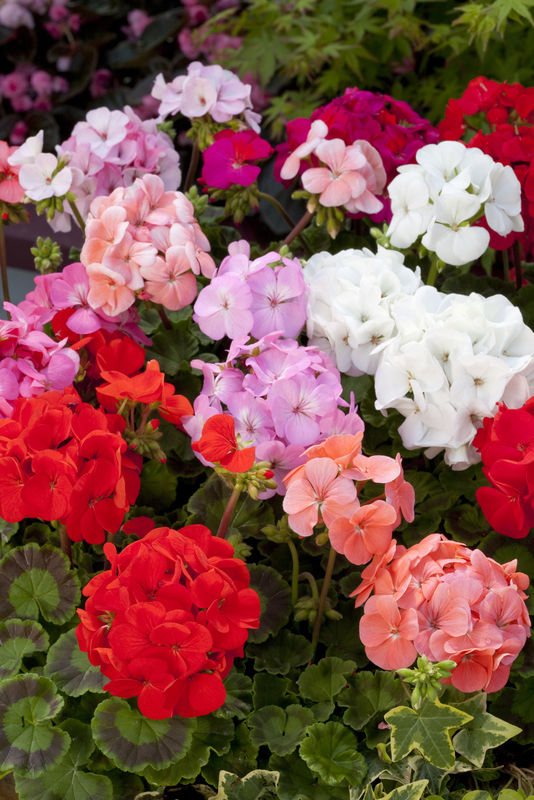 GERANIUM F1- HORIZON MIX | Geranium | premier Seeds Direct ltd