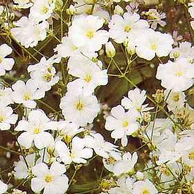 Gypsophila Elegans Covent Garden | Gypsophila | Premier Seeds Direct ltd