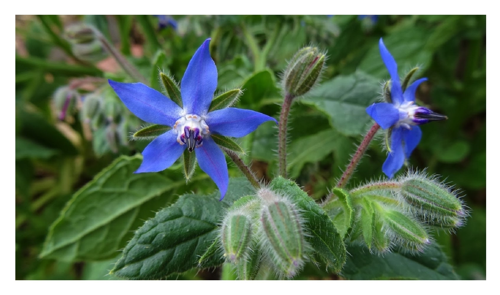 Borage Organic – Premier Seeds Direct