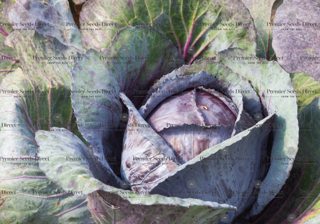 CABBAGE RED EXPRESS ORGANIC | Organic Cabbage | Premier Seeds Direct ltd