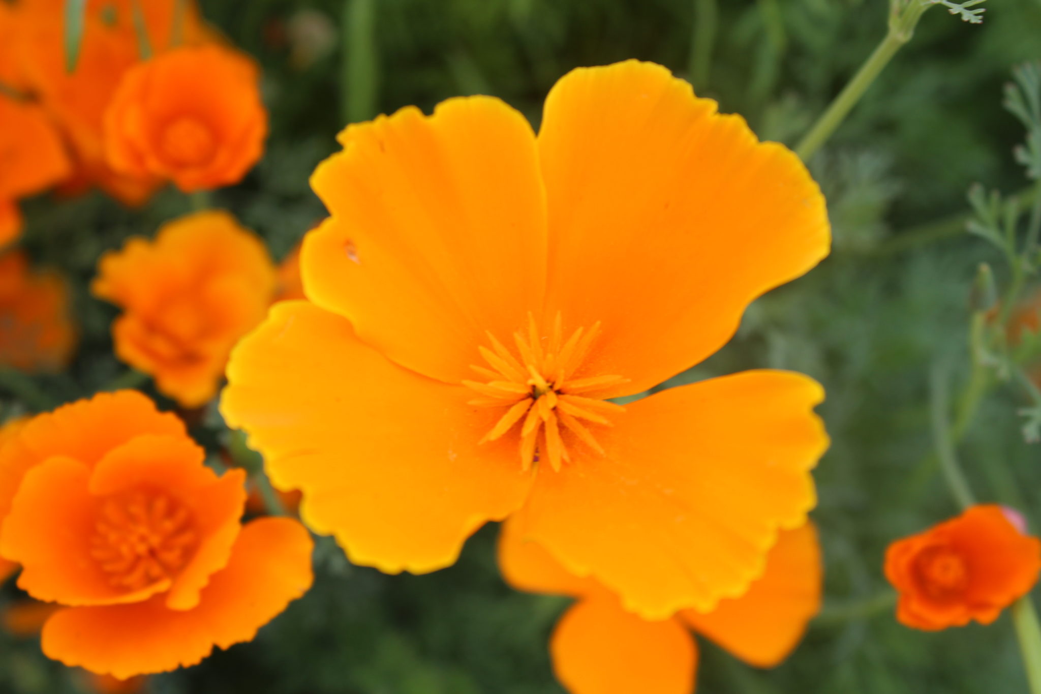 California Poppy Golden West | Flowers | Premier Seeds Direct ltd