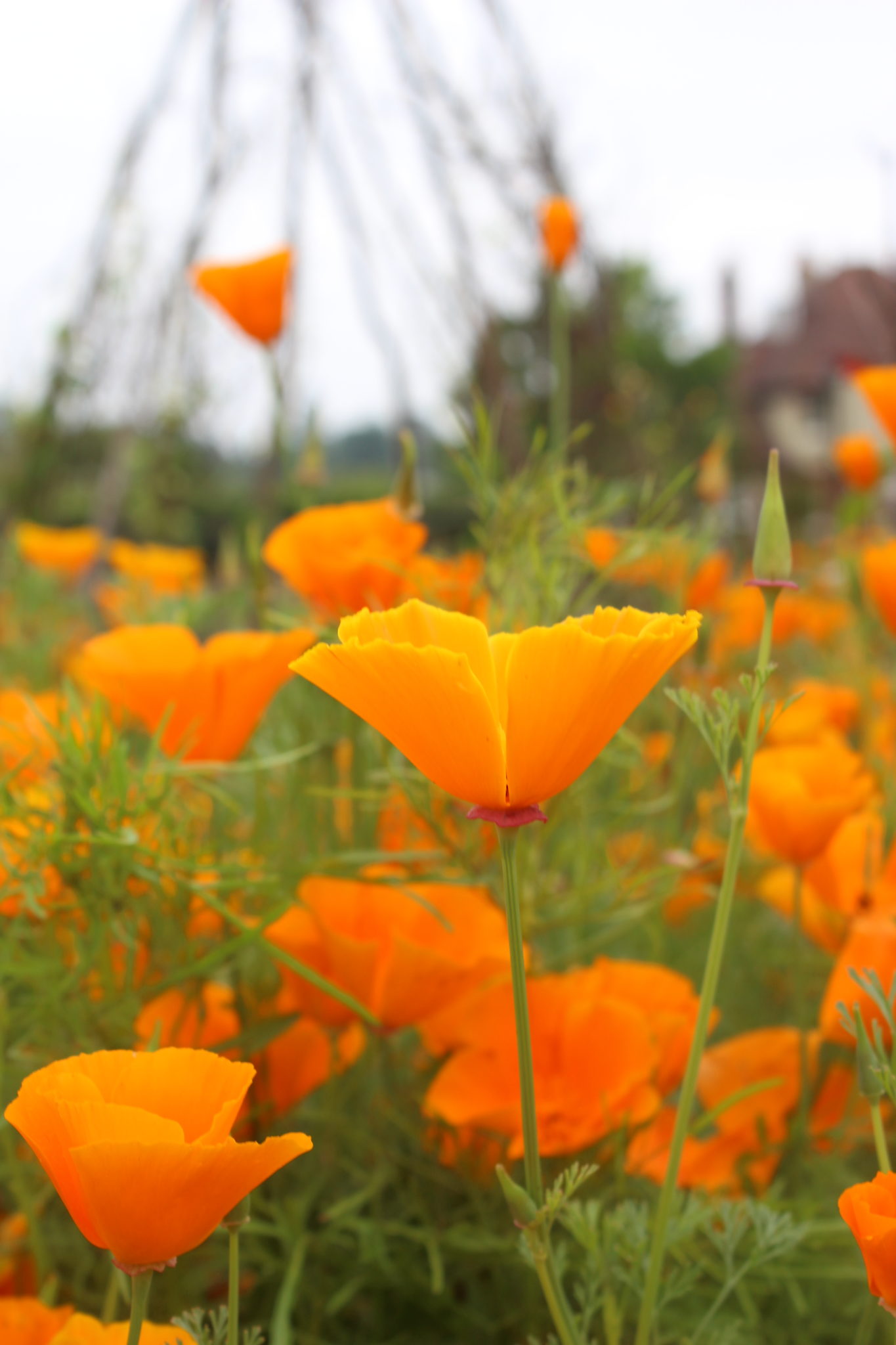 California Poppy Golden West | Flowers | Premier Seeds Direct ltd
