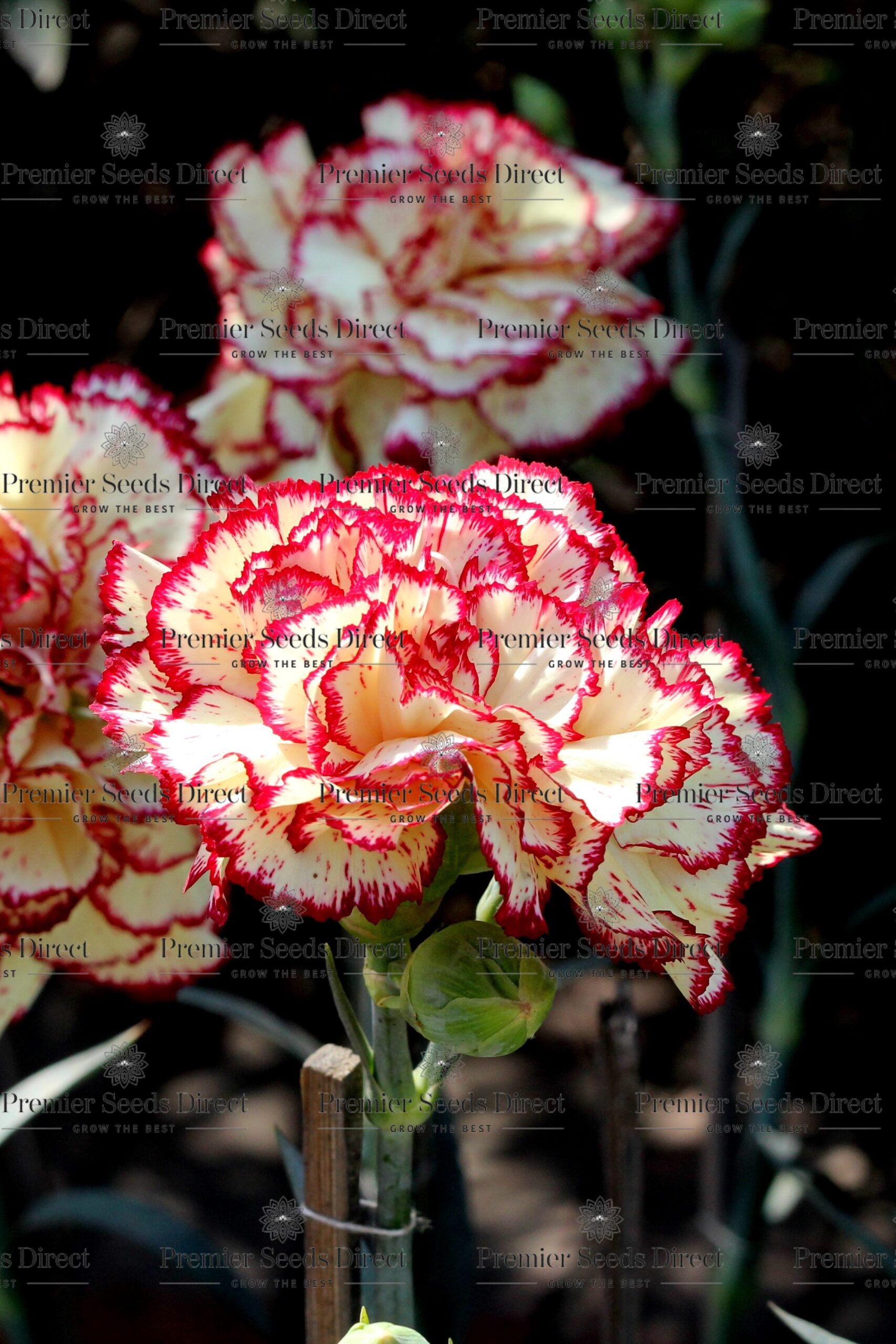 Carnation Double Striped | Flowers | Premier Seeds Direct ltd