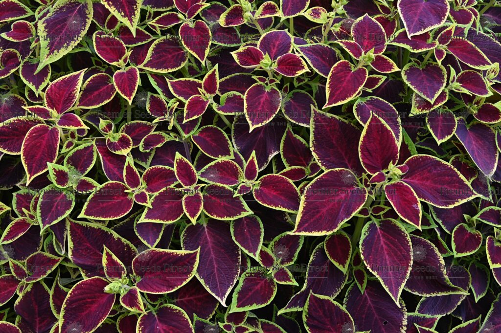 Coleus Wizard Scarlet | Flowers | Premier Seeds Direct ltd