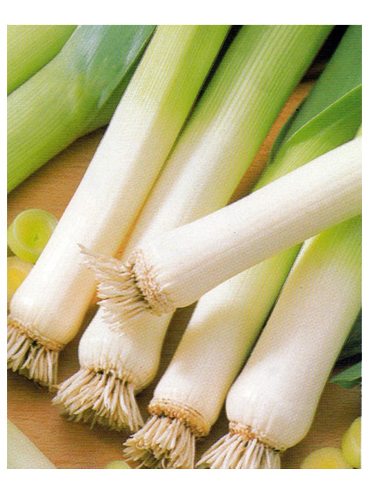 Italian Leek Carentan 2 | Leek | Premier Seeds Direct ltd