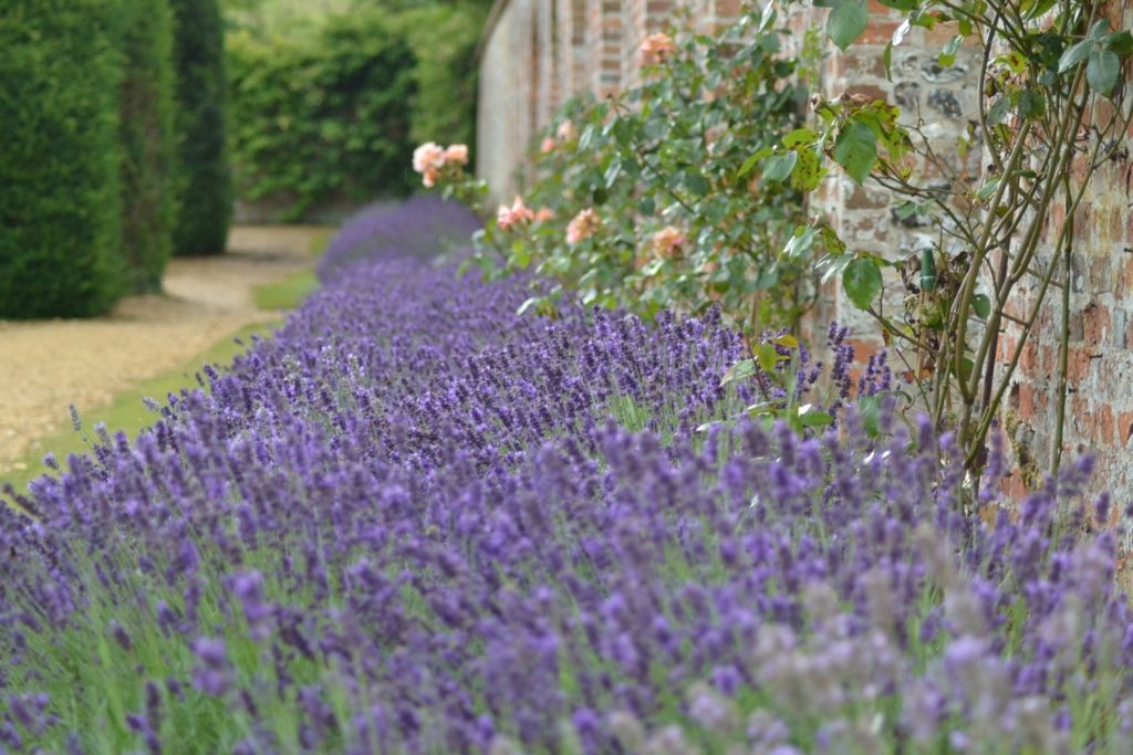 Lavender Common English | Lavender | Premier Seeds Direct ltd