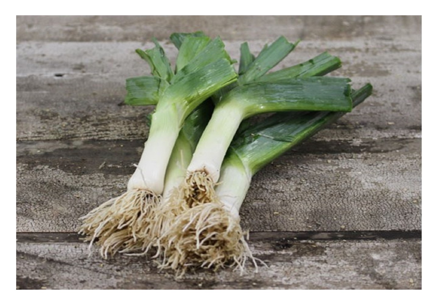 Leek Musselburgh – Premier Seeds Direct