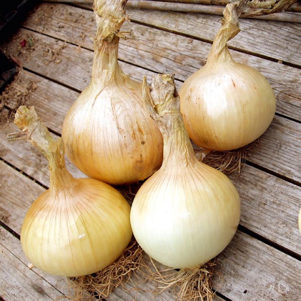 Onion Globo | Onion | Premier Seeds Direct ltd