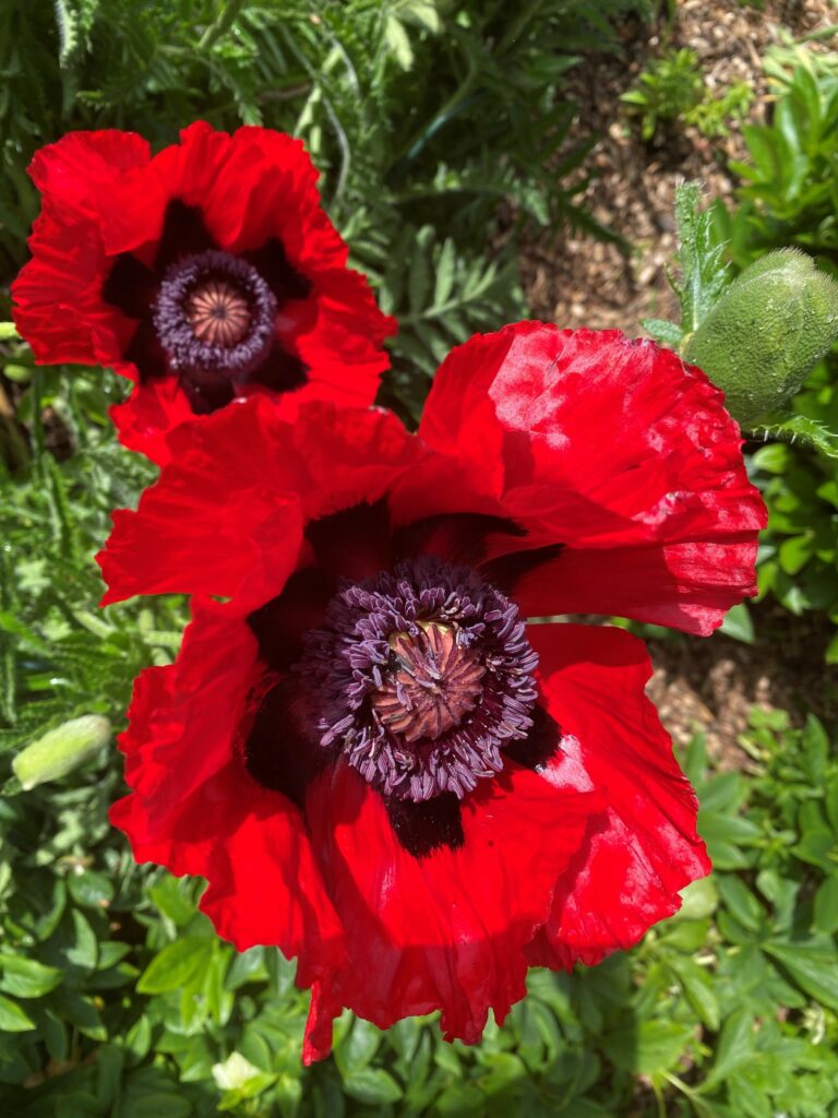 Oriental Perennial Poppy Scarlet | Poppy | Premier Seeds Direct ltd