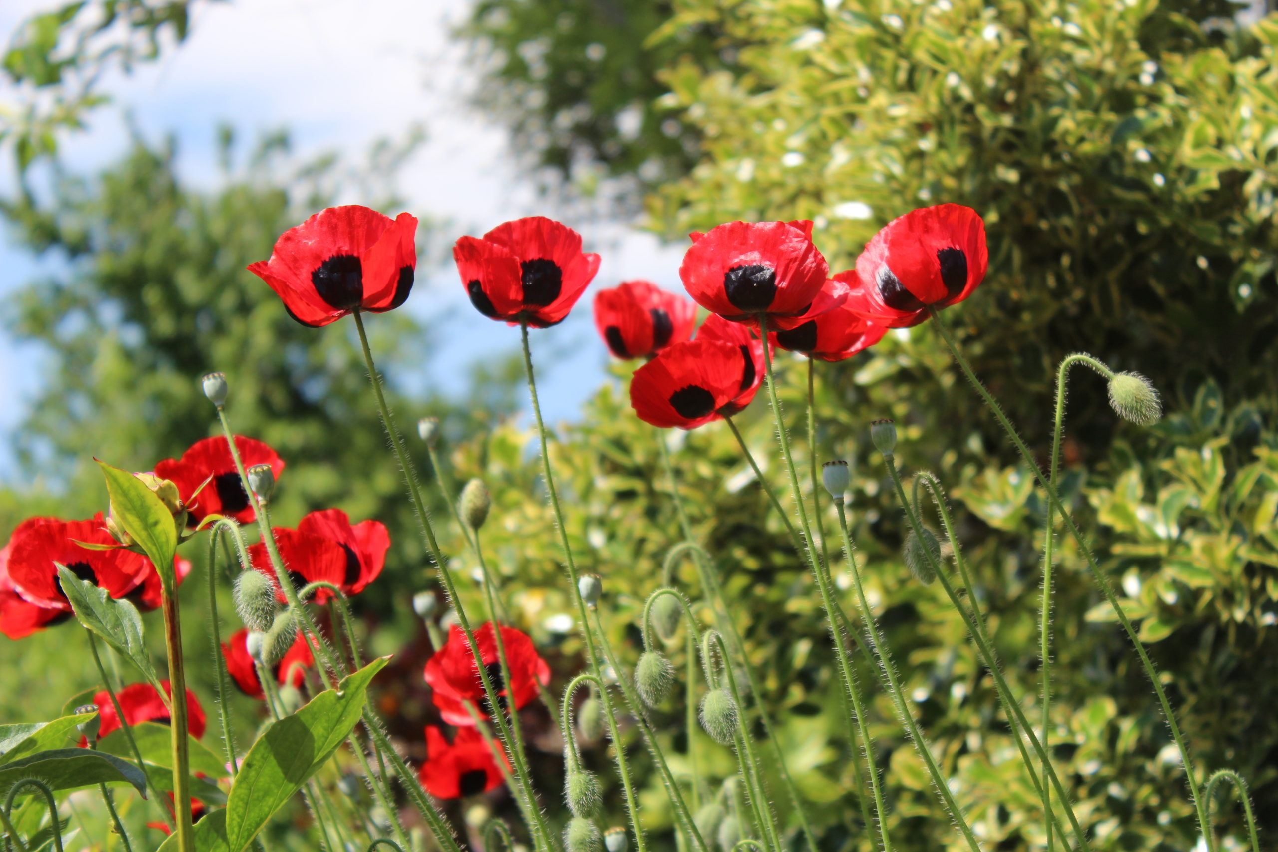Papaver Commutatum Poppy Ladybird new | Papaver | Premier Seeds Direct ltd