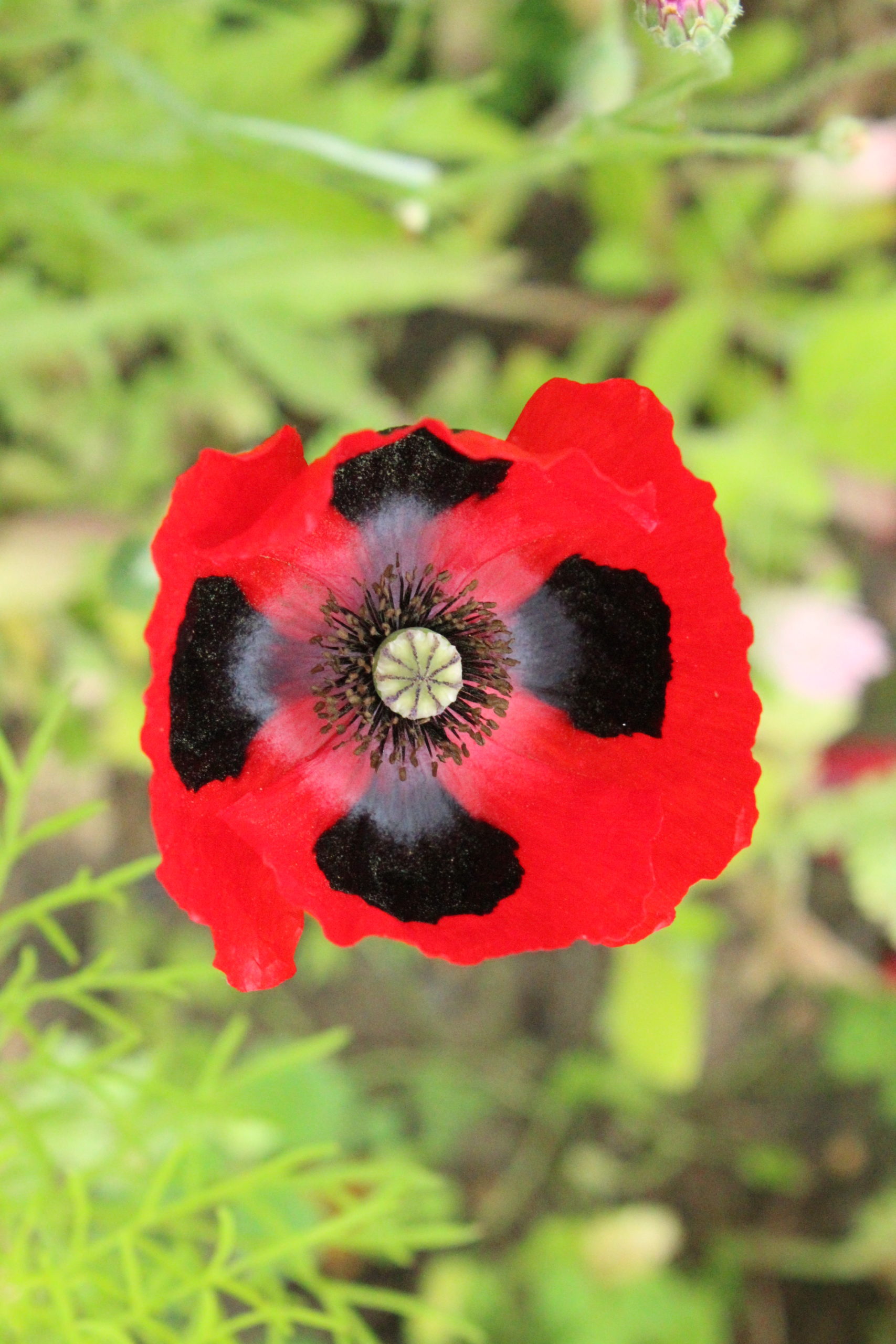 Papaver Commutatum Poppy Ladybird new | Papaver | Premier Seeds Direct ltd