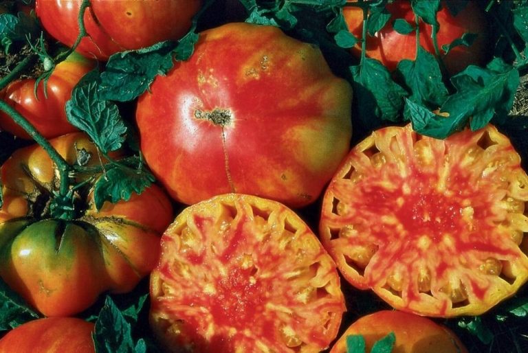 Tomato Flame – Premier Seeds Direct