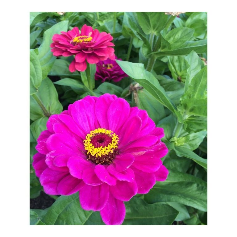 LYTHRUM PURPLE LOOSESTRIFE | Flower | Premier Seeds Direct Ltd