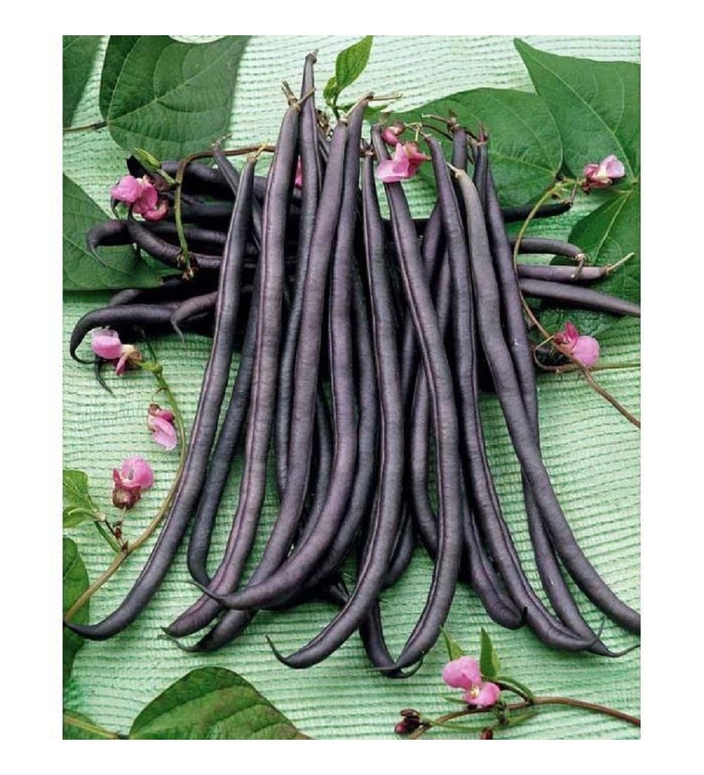 French Climbing Bean A Cosse Violette – Premier Seeds Direct