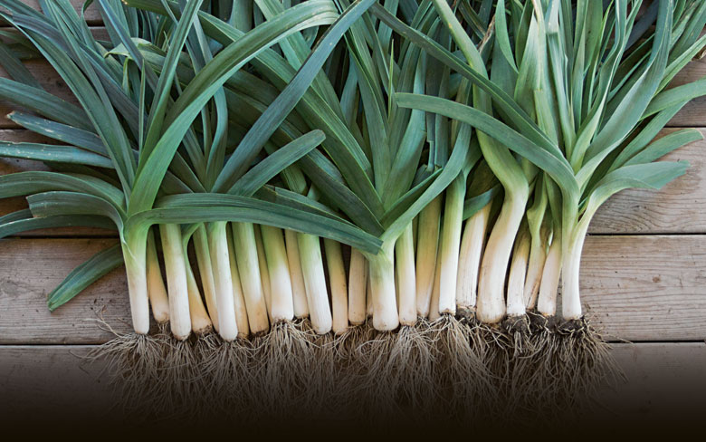 Leek Heirloom Blue De Solaise | Leek | Premier Seeds Direct ltd
