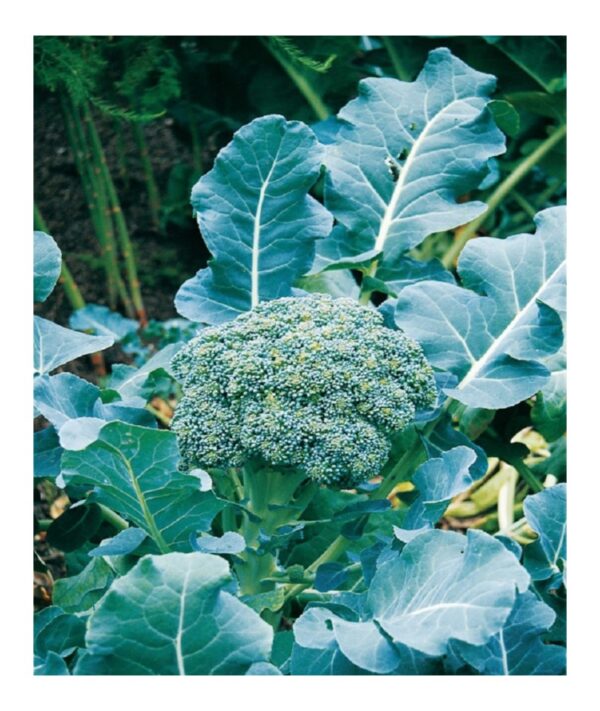 Broccoli Calabrese Early Green Sprouting Organic – Premier Seeds Direct