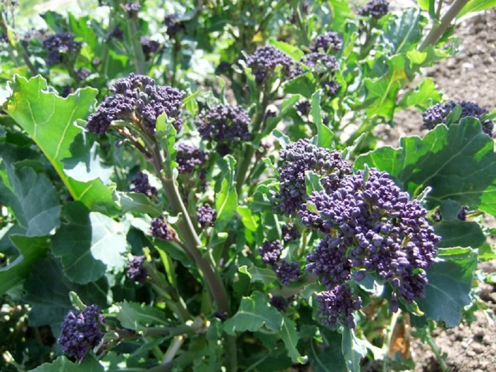 Broccoli Purple Early Sprouting (Organic) | Organic Seeds | Broccoli ...