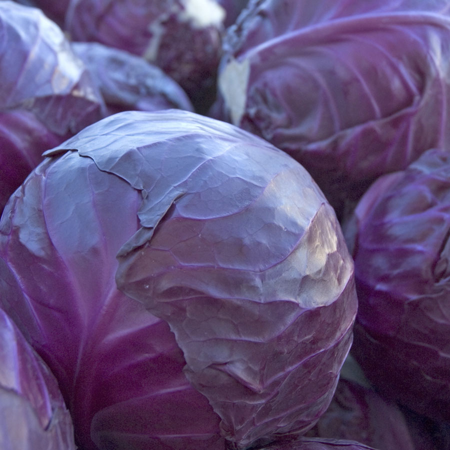 Cabbage Red Acre | Cabbage | Premier Seeds Direct ltd