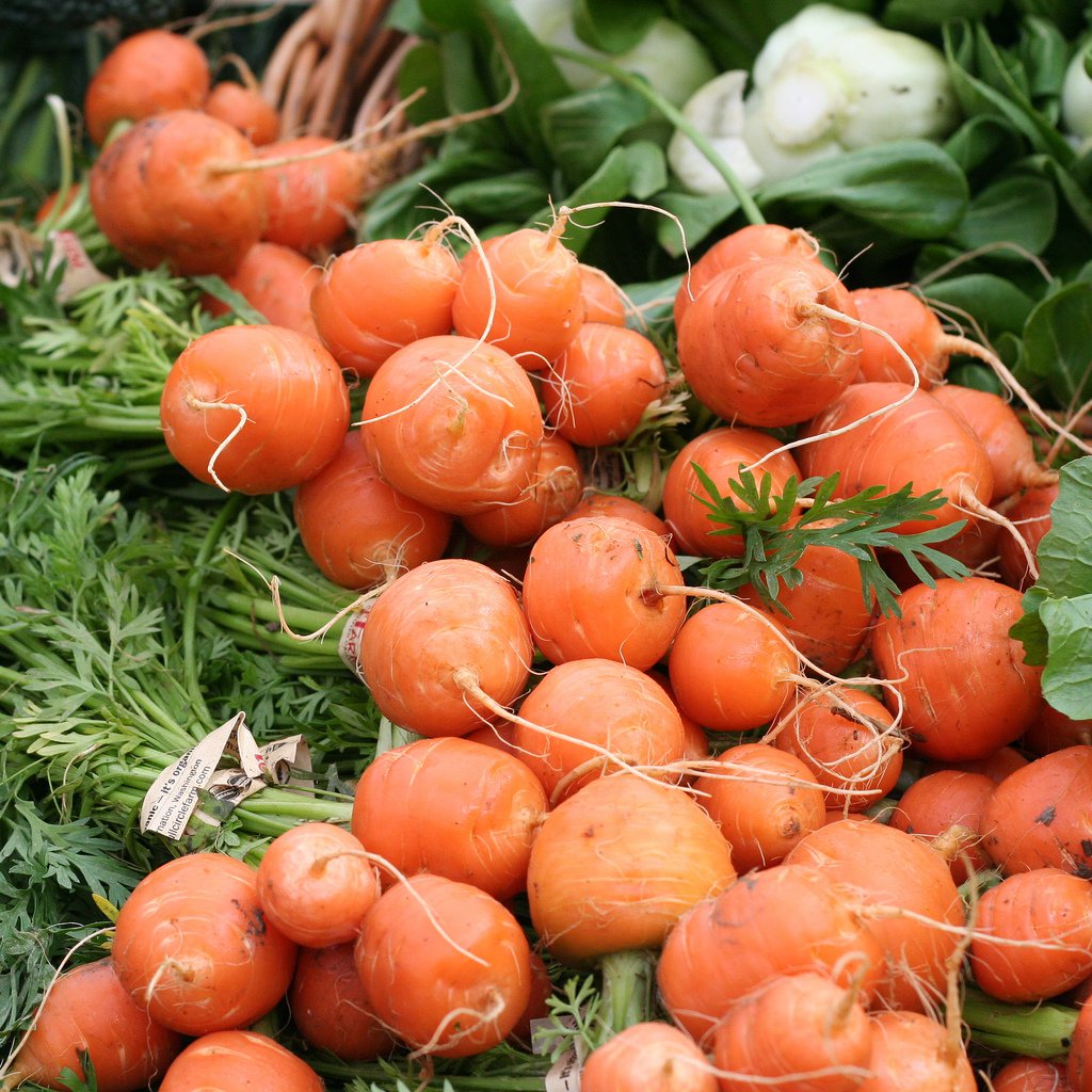 Carrot Parisian Paris Market Organic | Organic Seeds | Carrot | Premier ...