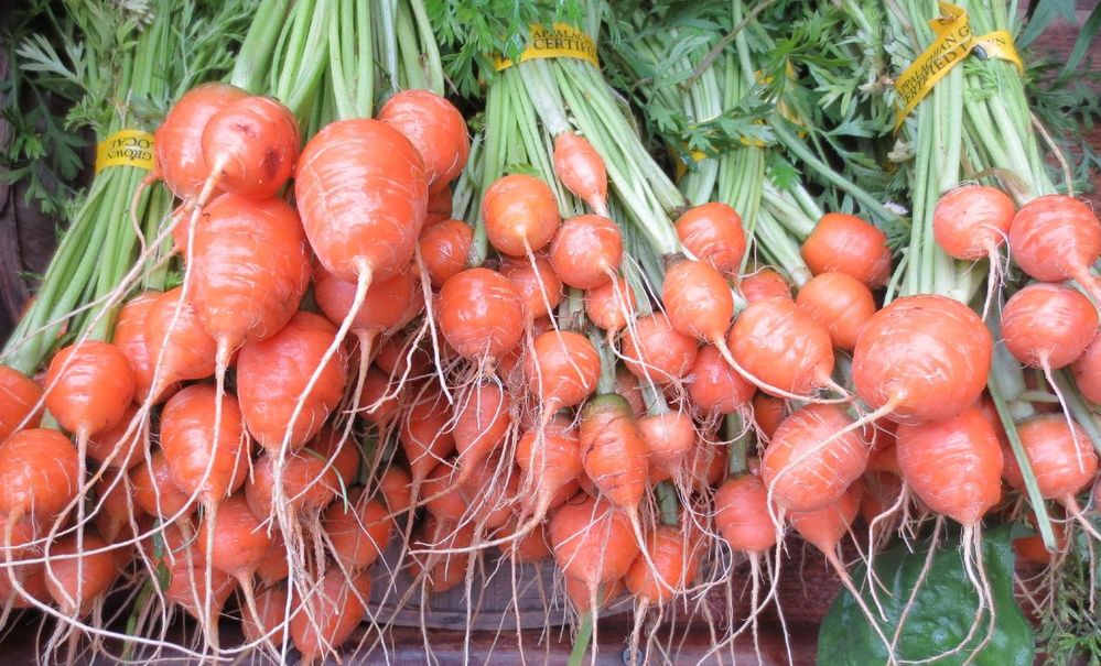 Carrot Parisian Paris Market Organic | Organic Seeds | Carrot | Premier ...