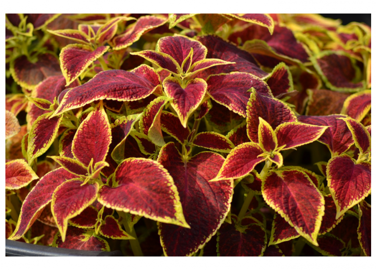 Coleus Wizard Scarlet | Flowers | Premier Seeds Direct ltd