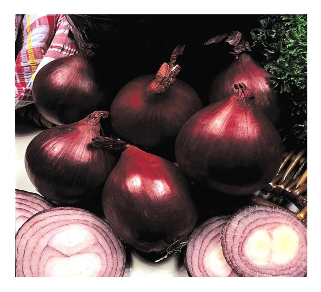 Onion Red Baron Organic | Organic Onion | Premier Seeds Direct ltd