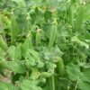 Pea Petite Pois Petit Provencal | Pea | Premier Seeds Direct ltd