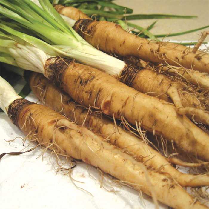 Salsify Sandwich Island | Salsify | Premier Seeds Direct ltd