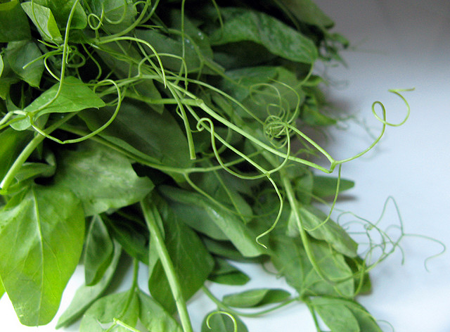 Organic Sprouting Seeds Tentril Pea – Premier Seeds Direct