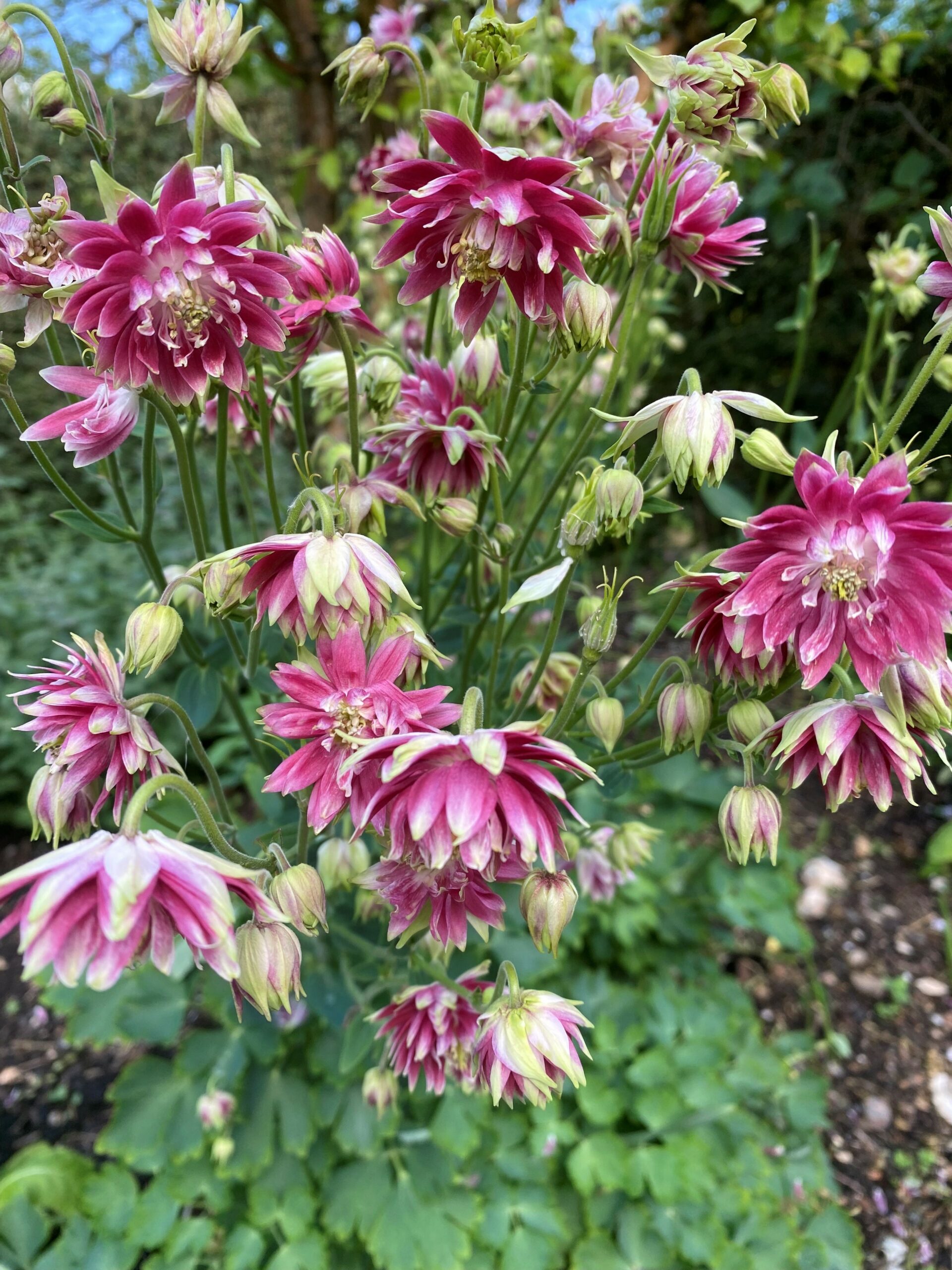 AQUILEGIA COLUMBINE NORA BARLOW | AQUILEGIA | Premier Seeds Direct ltd