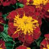 MARIGOLD DWARF TAGETES BOY SPRY | MARIGOLD | Premier Seeds Direct ltd