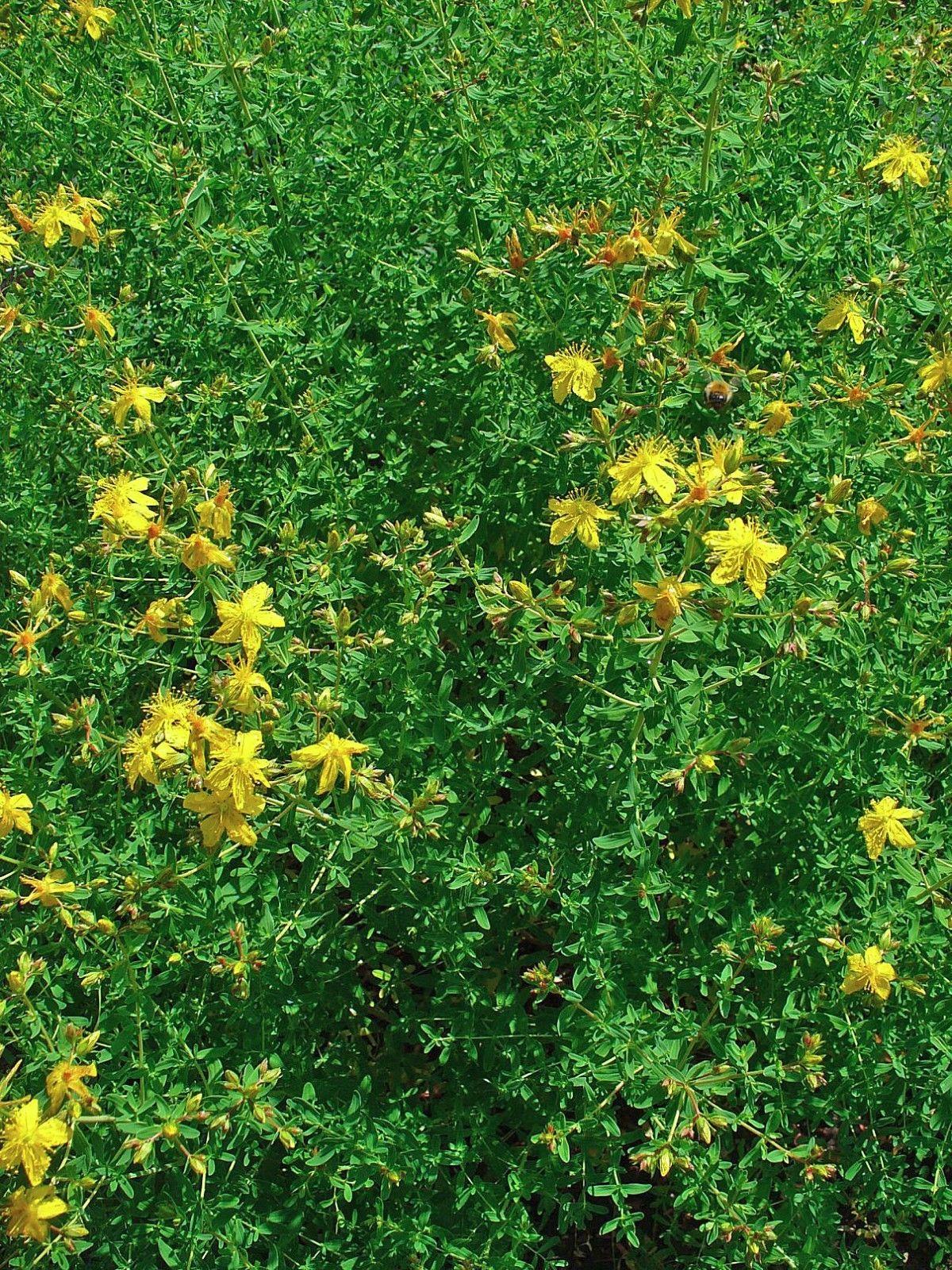 ST JOHNS WORT HYPERICUM PERFORATUM | Herbs | Premier Seeds Direct ltd
