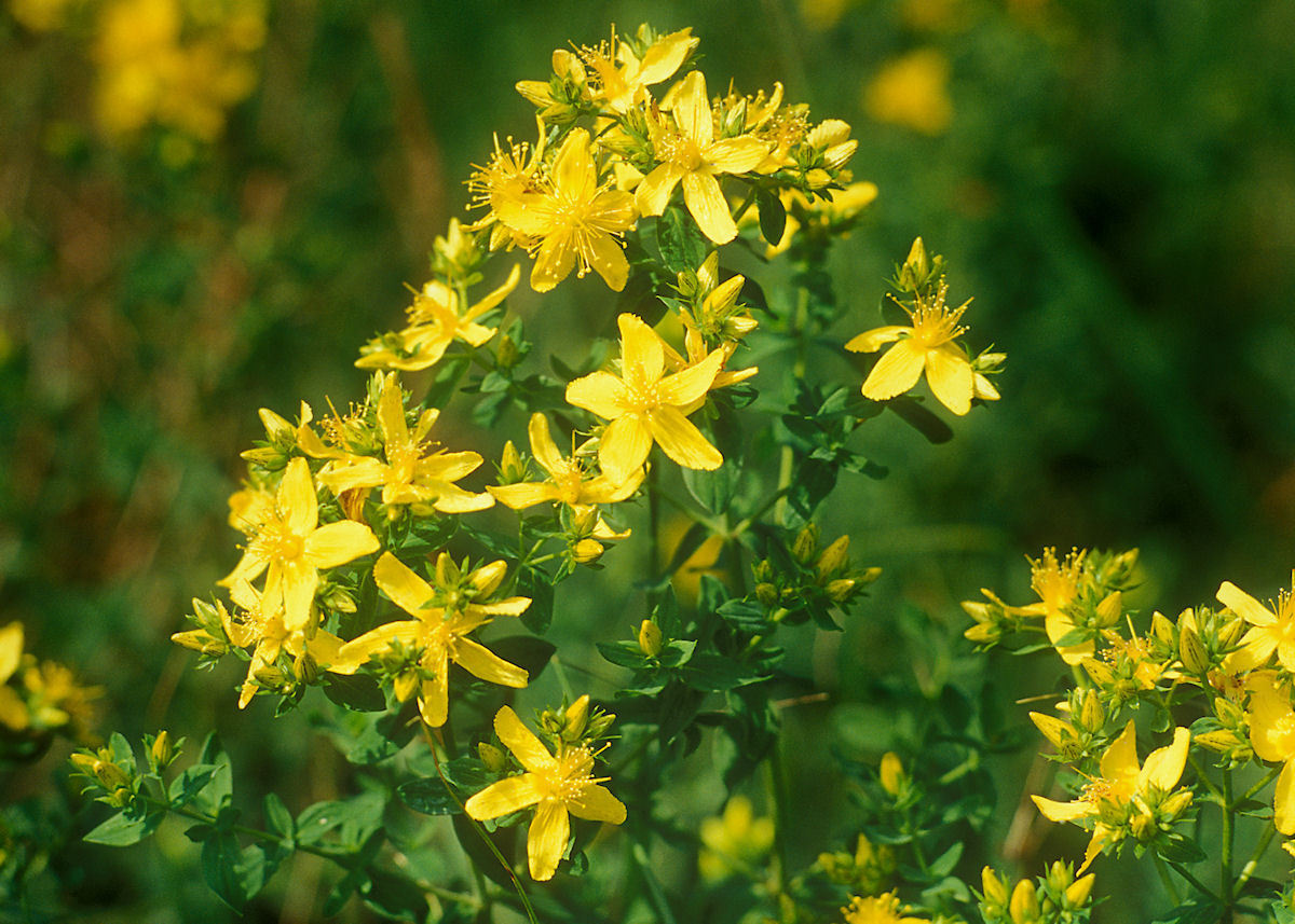 ST JOHNS WORT HYPERICUM PERFORATUM Herbs Premier Seeds Direct Ltd