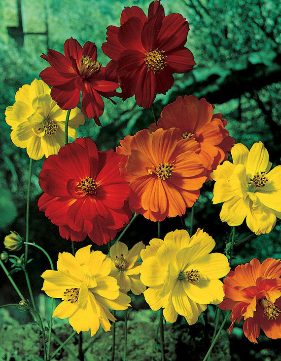 COSMOS - SULPHUREUS SUNNY MIXTURE | Cosmos | Premier Seeds Direct ltd