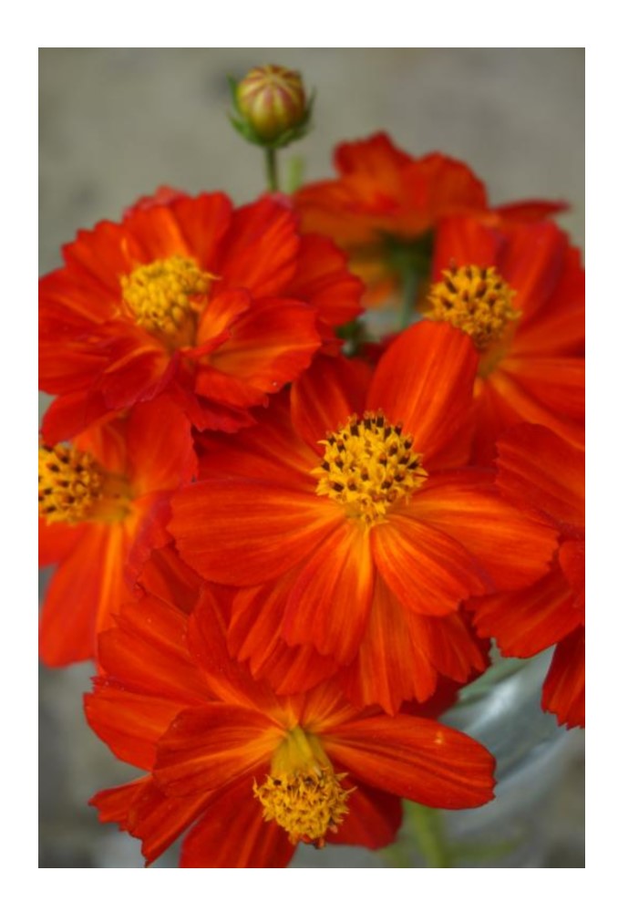 COSMOS - SULPHUREUS REDCREST | Cosmos | Premier Seeds Direct ltd