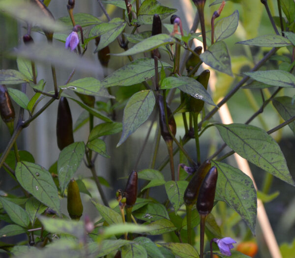 Hot Chilli Pepper Zimbabwe Black | Pepper Hot | Premier Seeds Direct ltd